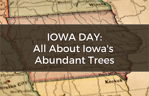 IOWA DAY: All About Iowa’s Abundant Trees — Lumber Shack