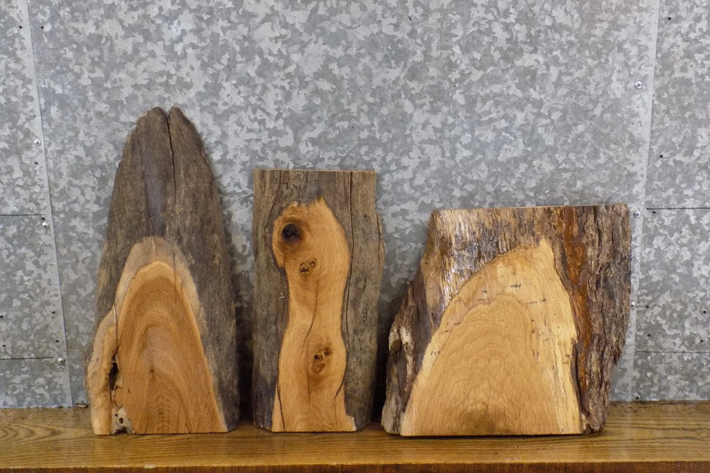 3- Live Edge White Oak Taxidermy Base Wood Slabs CLOSEOUT 14349-14351 ...