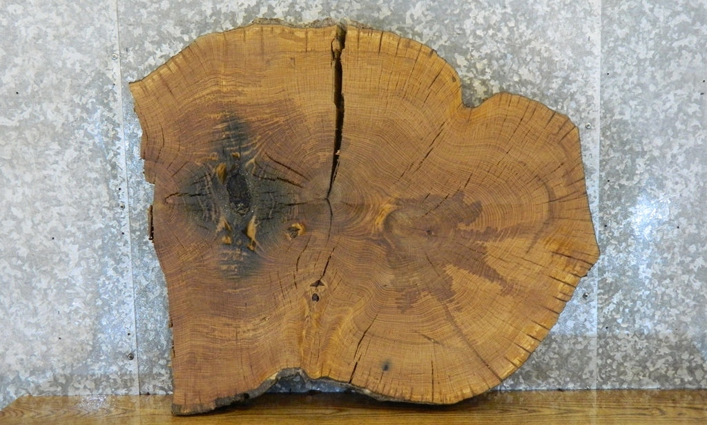 Oak Wood Round Slabs